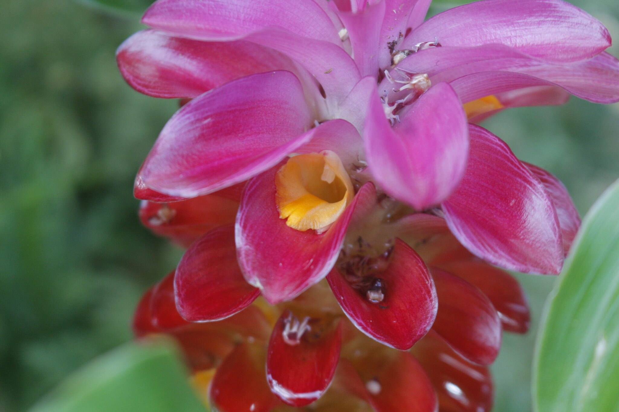 Jardin botanique de Guyane - Balade paisible à travers la flore Guyanaise