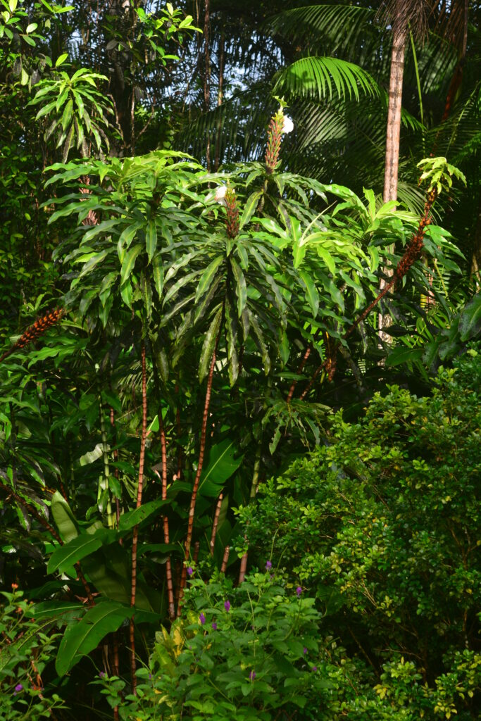 Jardin botanique de Guyane - Balade paisible à travers la flore Guyanaise