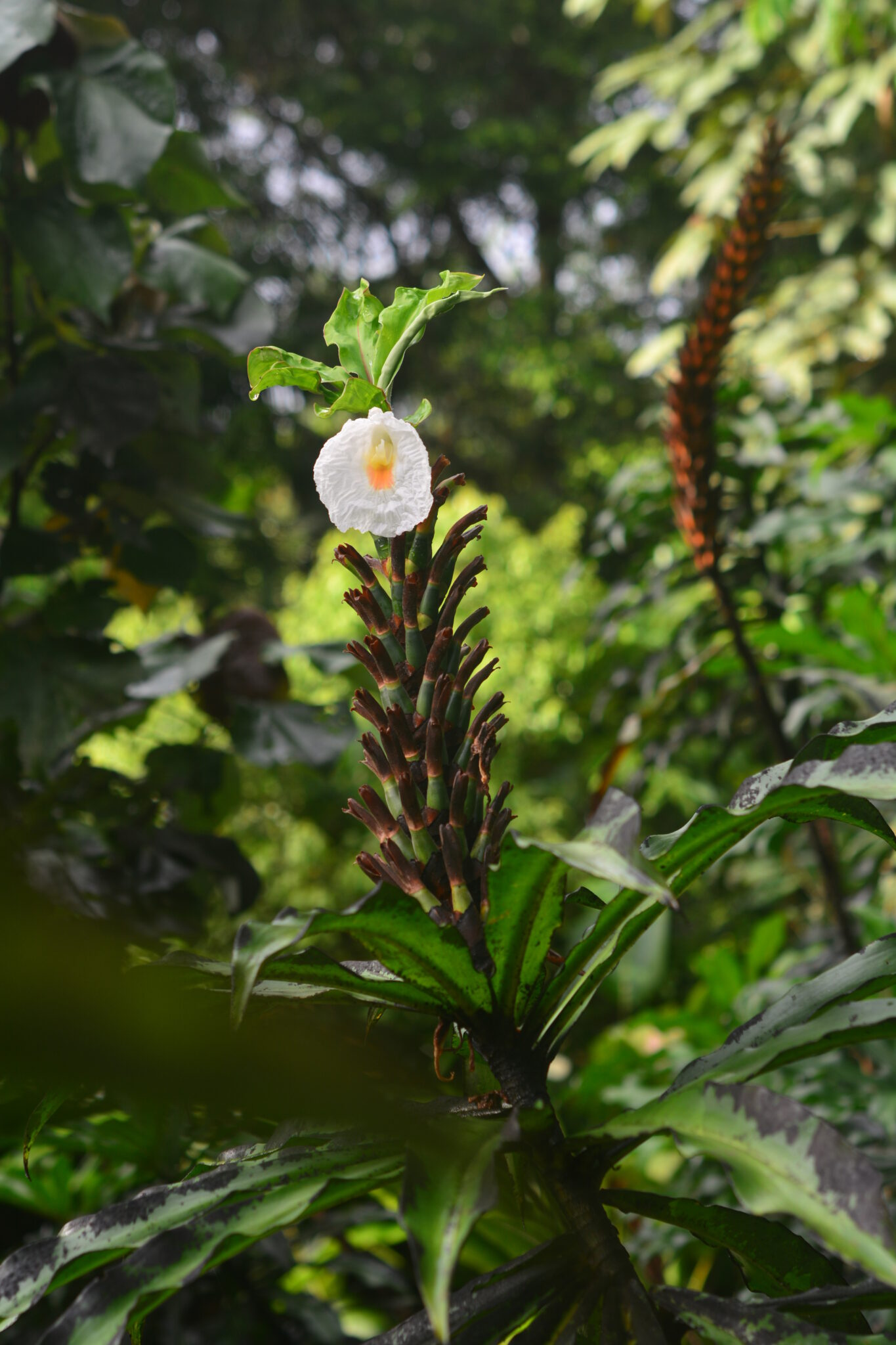 Jardin botanique de Guyane - Balade paisible à travers la flore Guyanaise