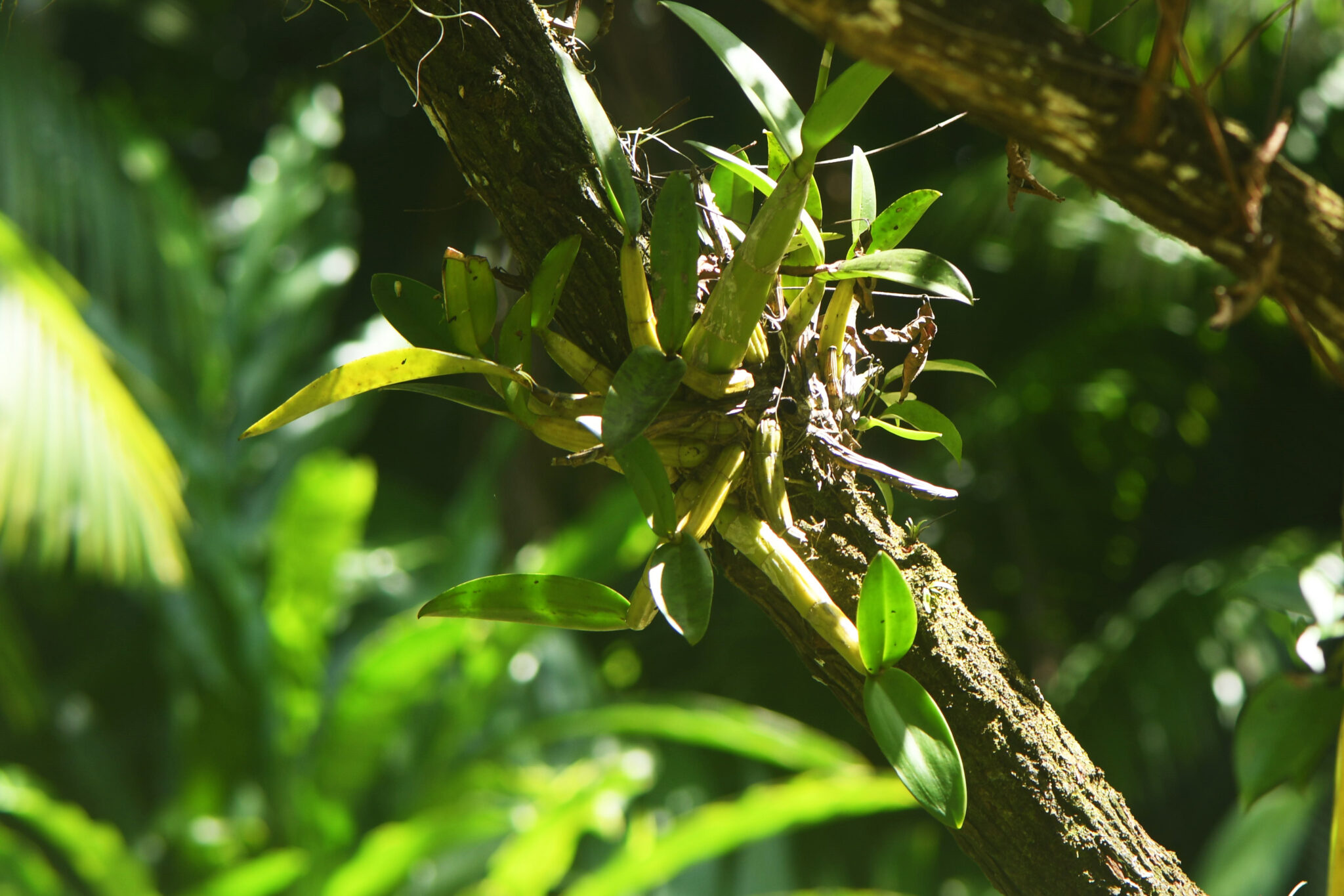 Jardin botanique de Guyane - Balade paisible à travers la flore Guyanaise
