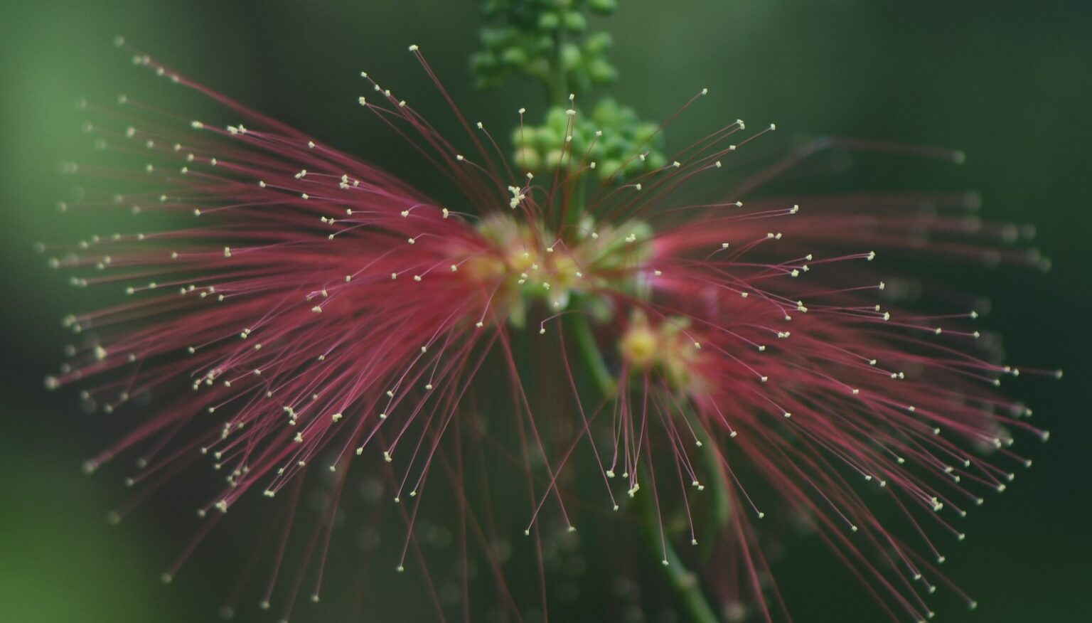 Jardin botanique de Guyane - Balade paisible à travers la flore Guyanaise